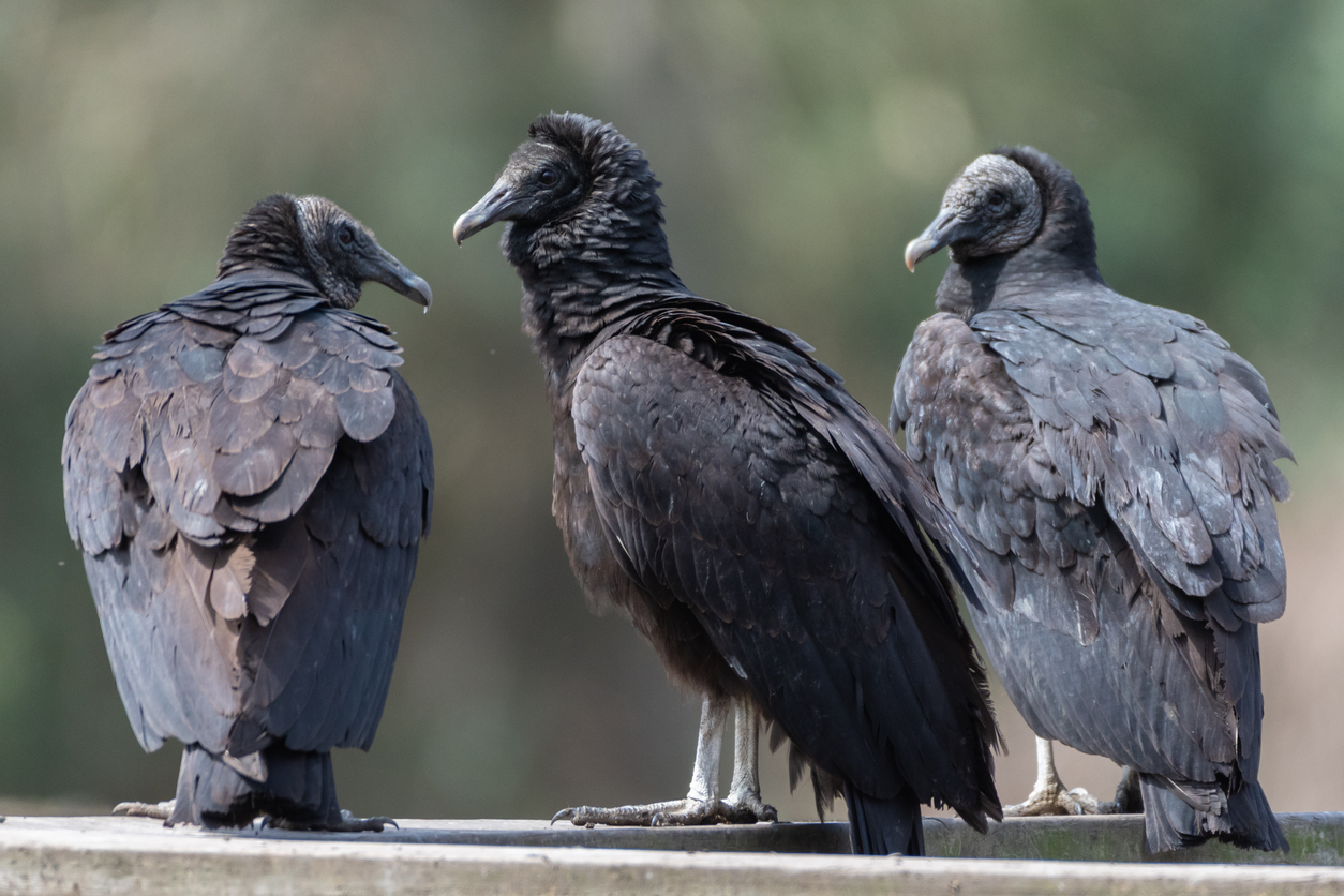 Black Vultures